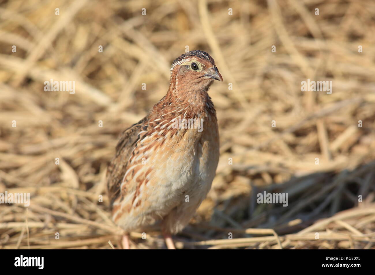 La caille japonaise (Coturnix japonica) mâle au Japon Photo Stock - Alamy