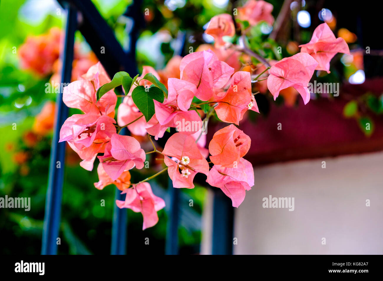 Fleurs de madère Banque de photographies et d’images à haute résolution ...