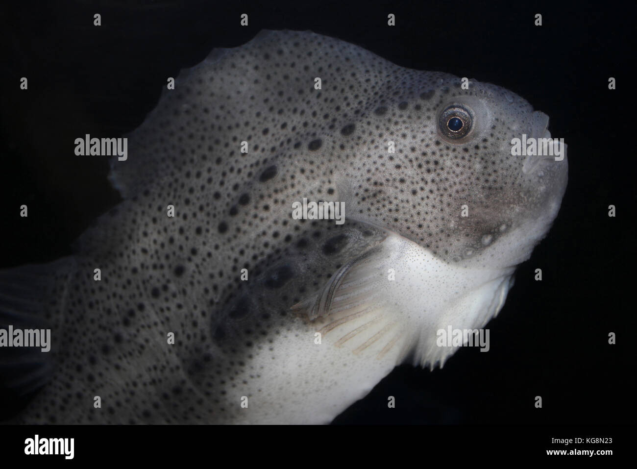 Lumpus Banque de photographies et d’images à haute résolution - Alamy