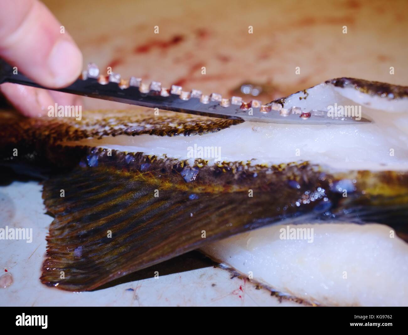Les mains l'éviscération, la morue abatteur la morue. man main est le ...
