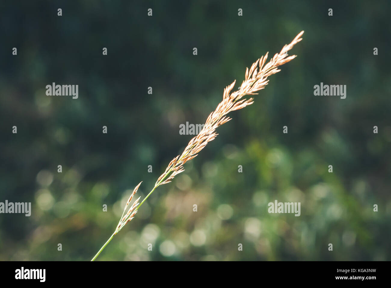 Graine de ray grass Banque de photographies et d’images à haute ...