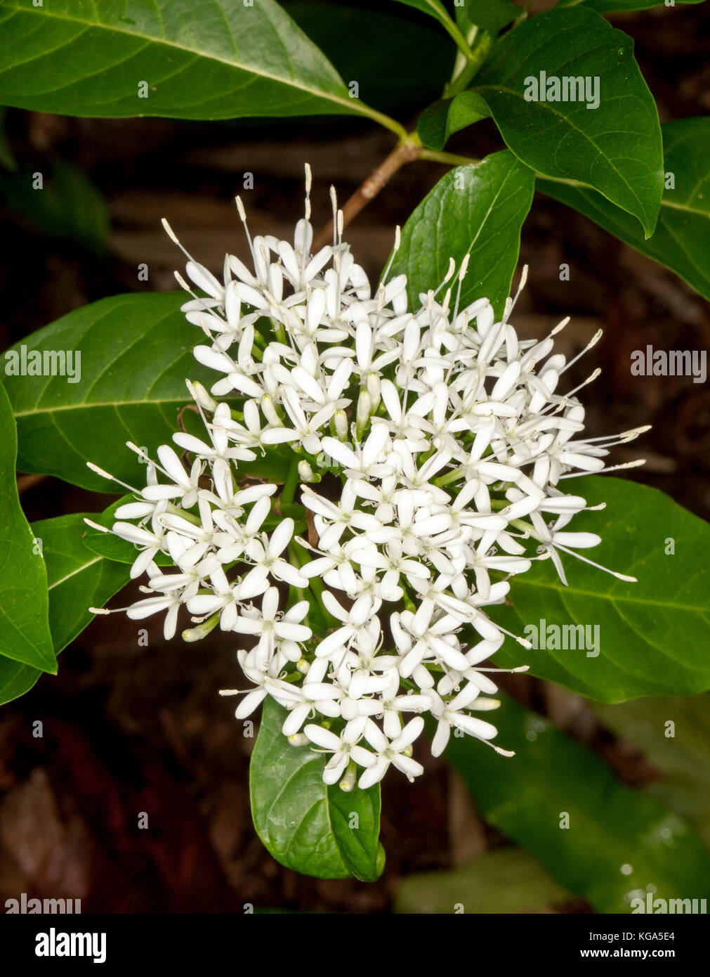 Australian native shrub Banque de photographies et d’images à haute ...