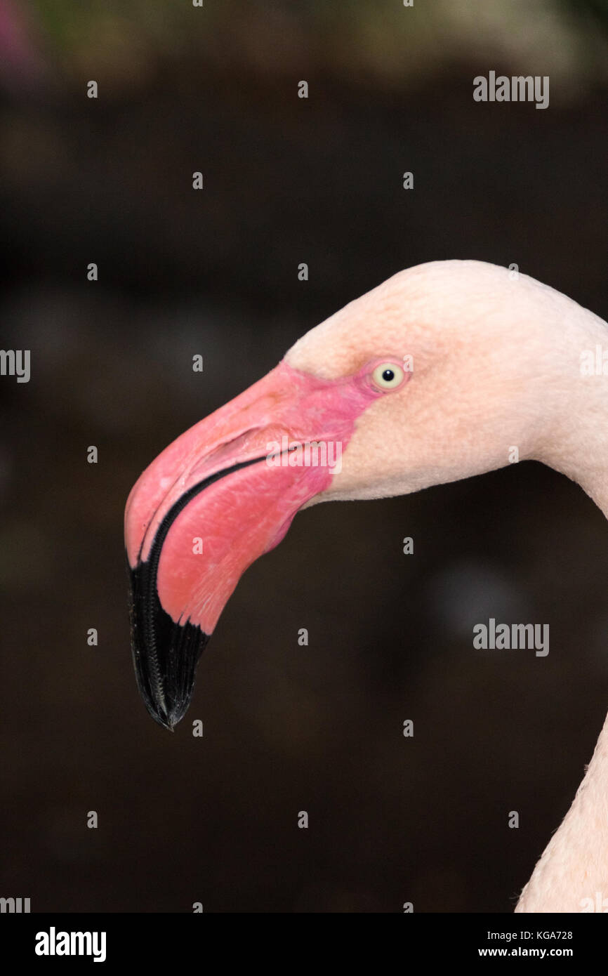 Flamant gris Banque de photographies et d’images à haute résolution - Alamy
