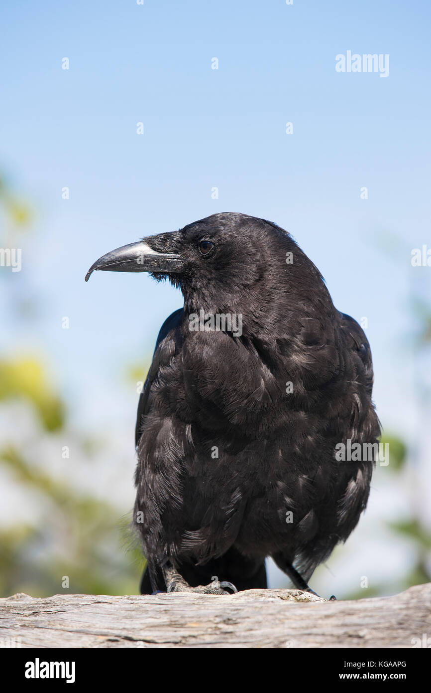 Debout corbeau Banque de photographies et d’images à haute résolution ...