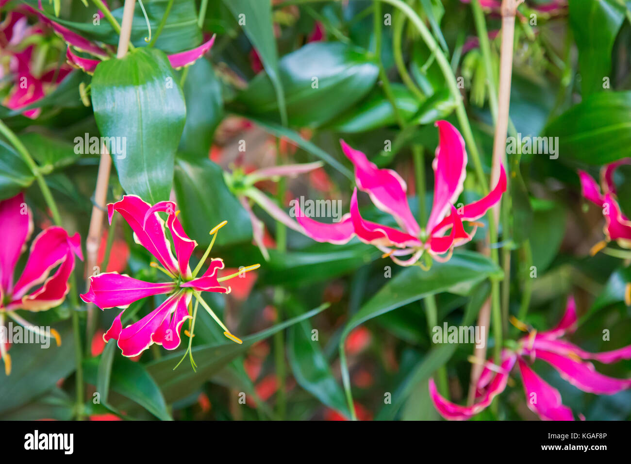 Six pétales Banque de photographies et d’images à haute résolution - Alamy