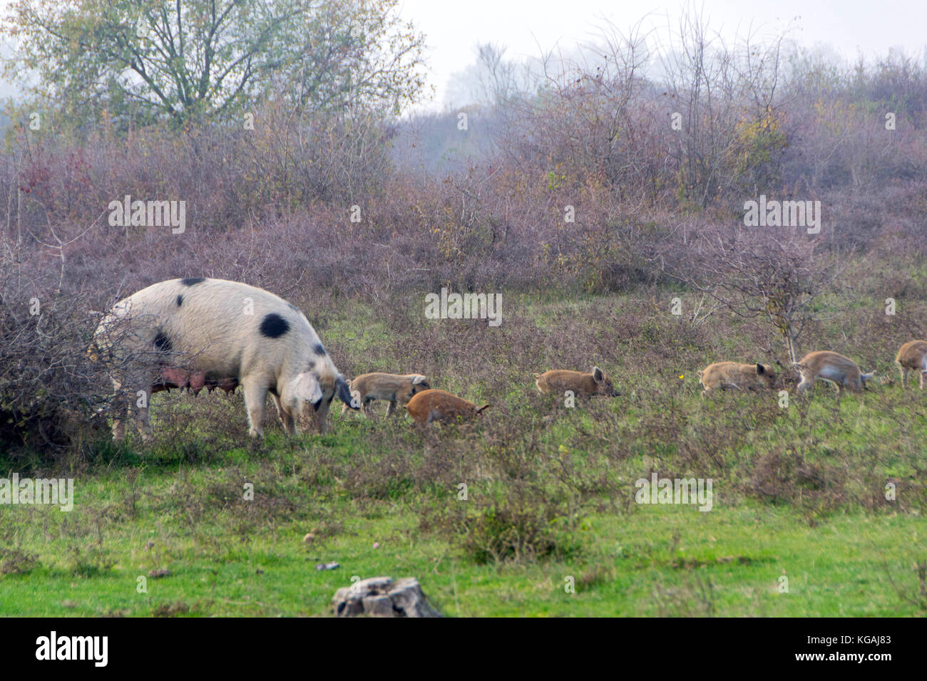 Accouplement des porcs Banque de photographies et d’images à haute ...