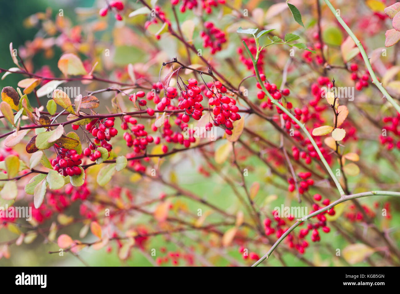 Arbuste aux fruits rouges Banque de photographies et d’images à haute ...