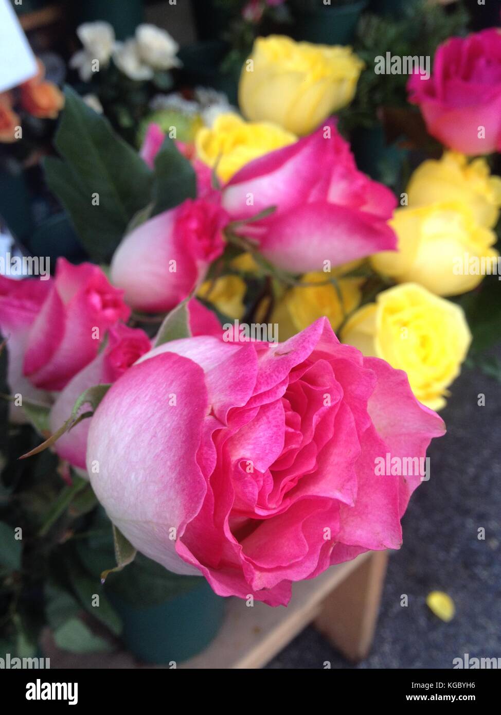 épine de roses Banque de photographies et d’images à haute résolution ...