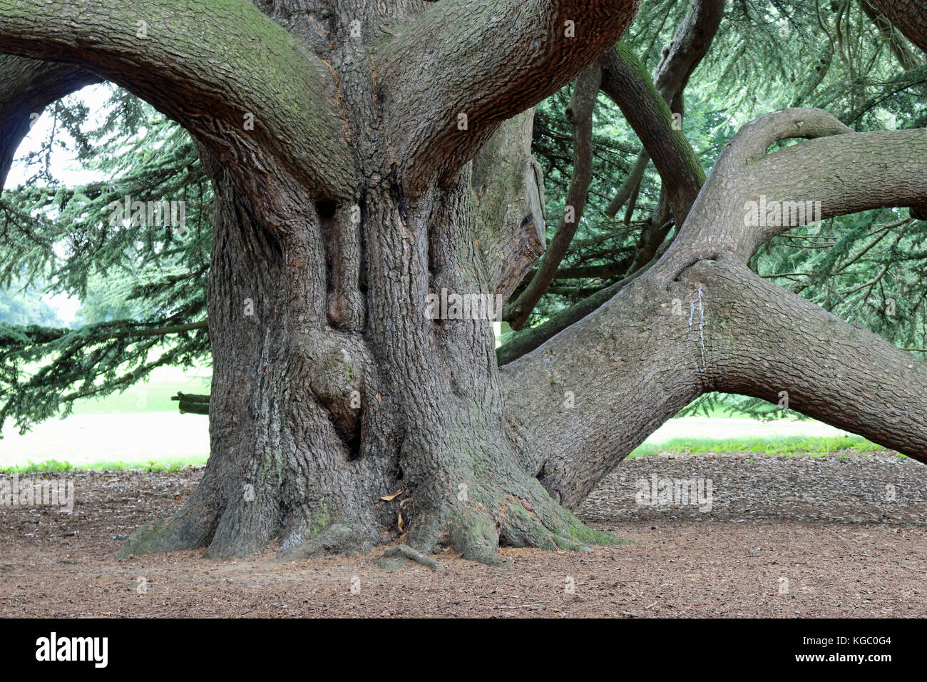 Cedrus libani Banque de photographies et d’images à haute résolution - Alamy