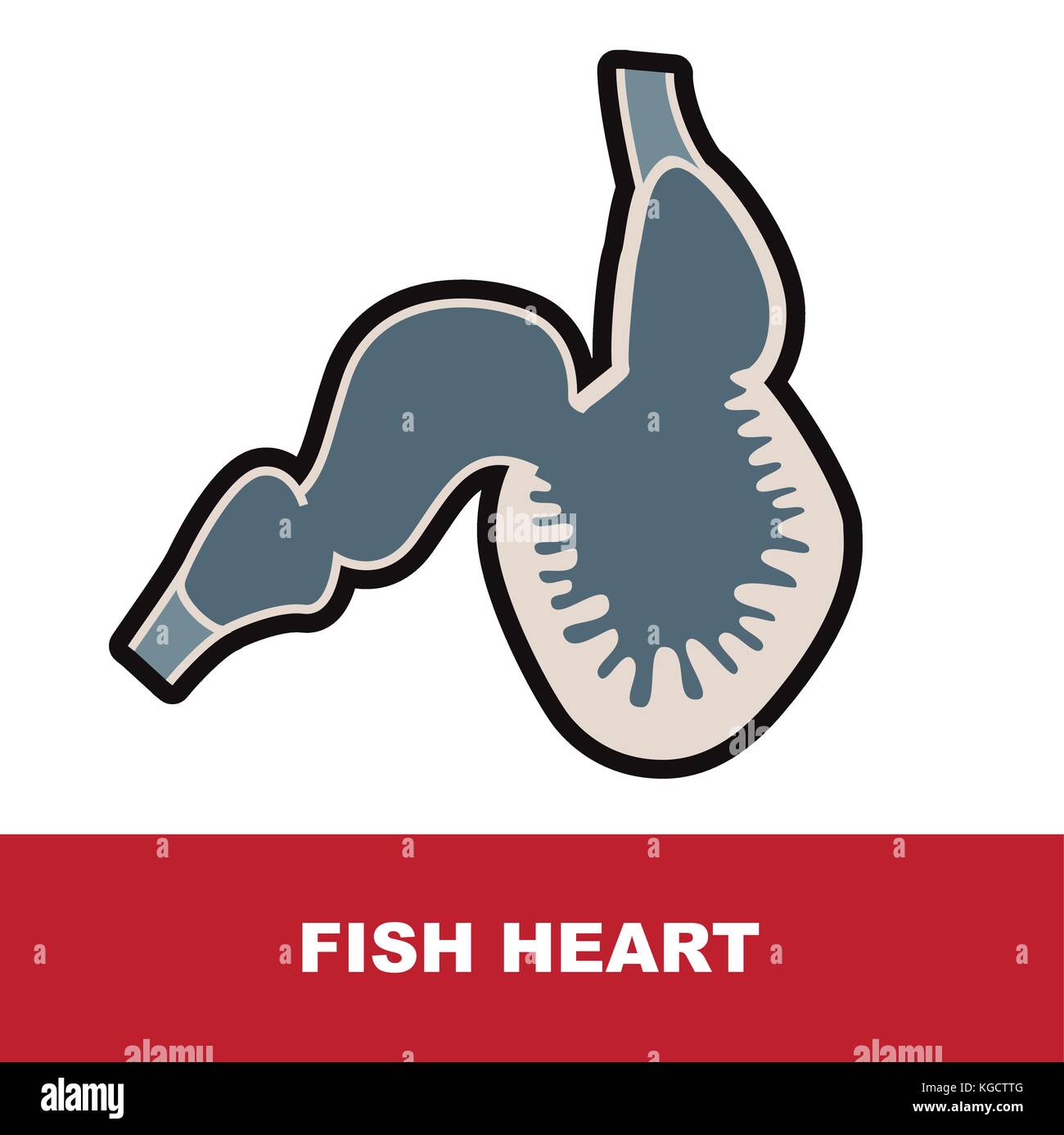 Schéma appareil circulatoire poisson Banque d'images vectorielles - Alamy