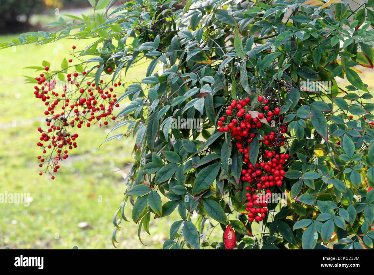 Un bouquet de petits fruits rouges de heavenly bamboo, La Nandina ...