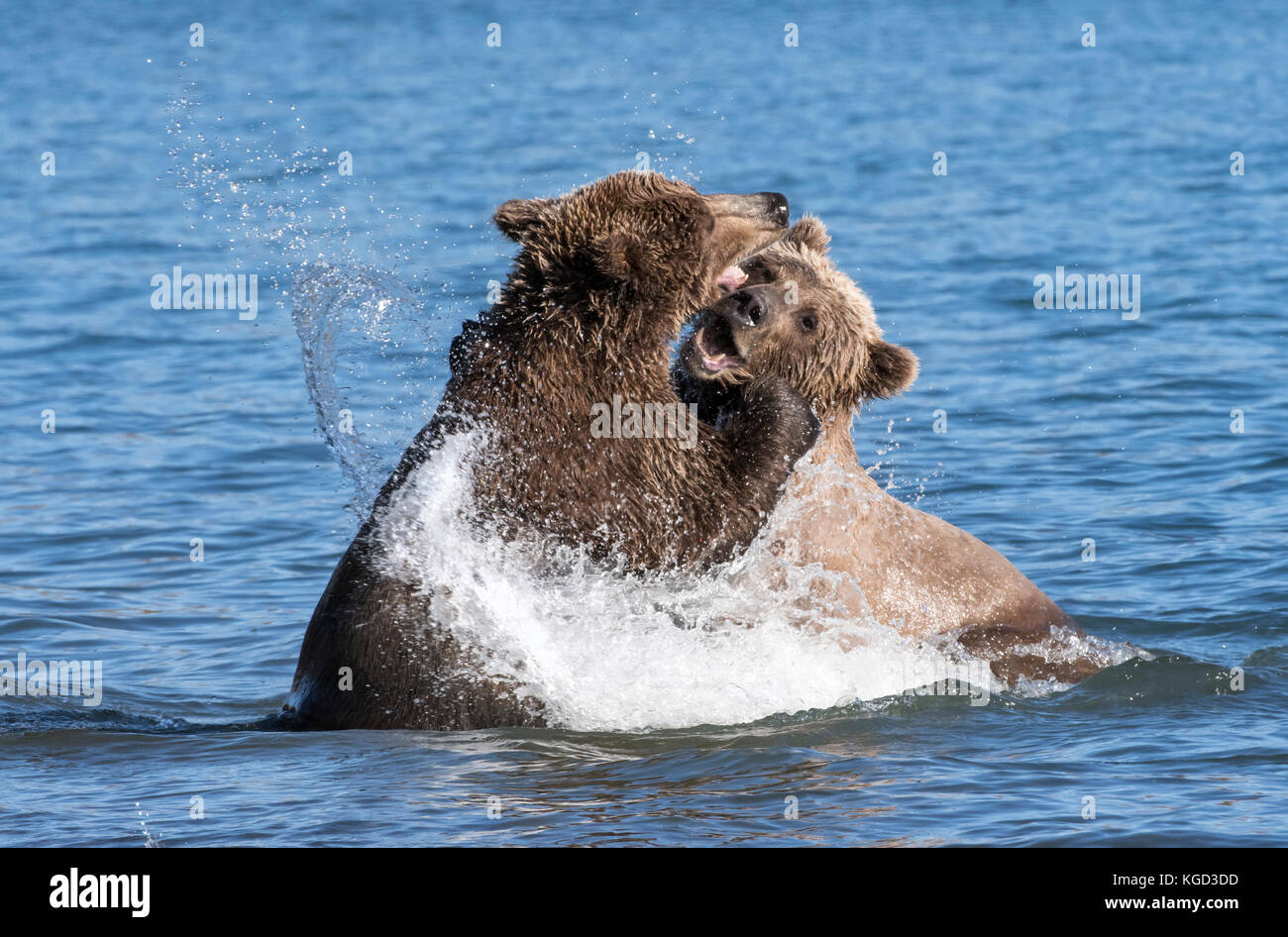 Ours brun jouer-combats, lac Naknek, katmai national park, alaska Photo ...