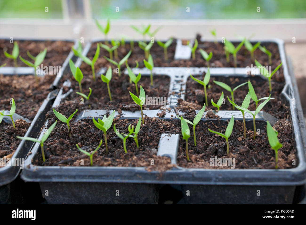 Jeunes plants tendres en croissance Banque de photographies et d’images ...