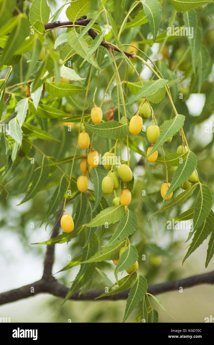 Neem seed Banque de photographies et d’images à haute résolution - Alamy