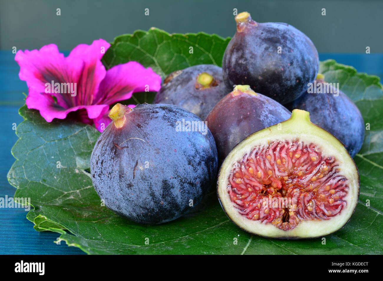 Coupe transversale feuille Banque de photographies et d’images à haute résolution - Alamy