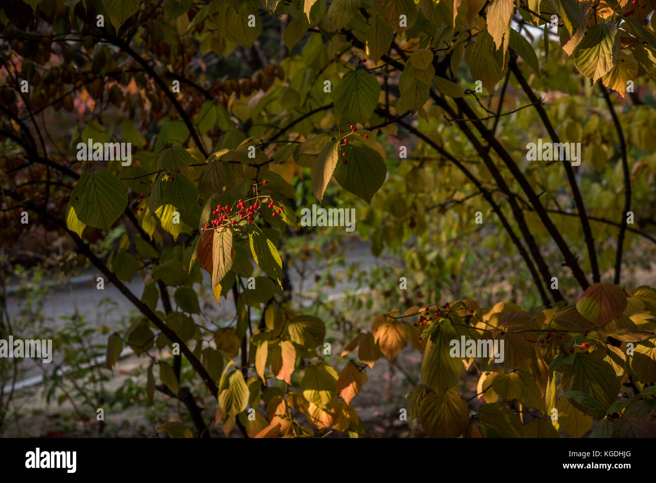 Terre rouge et arbres d'automne Banque de photographies et d’images à ...