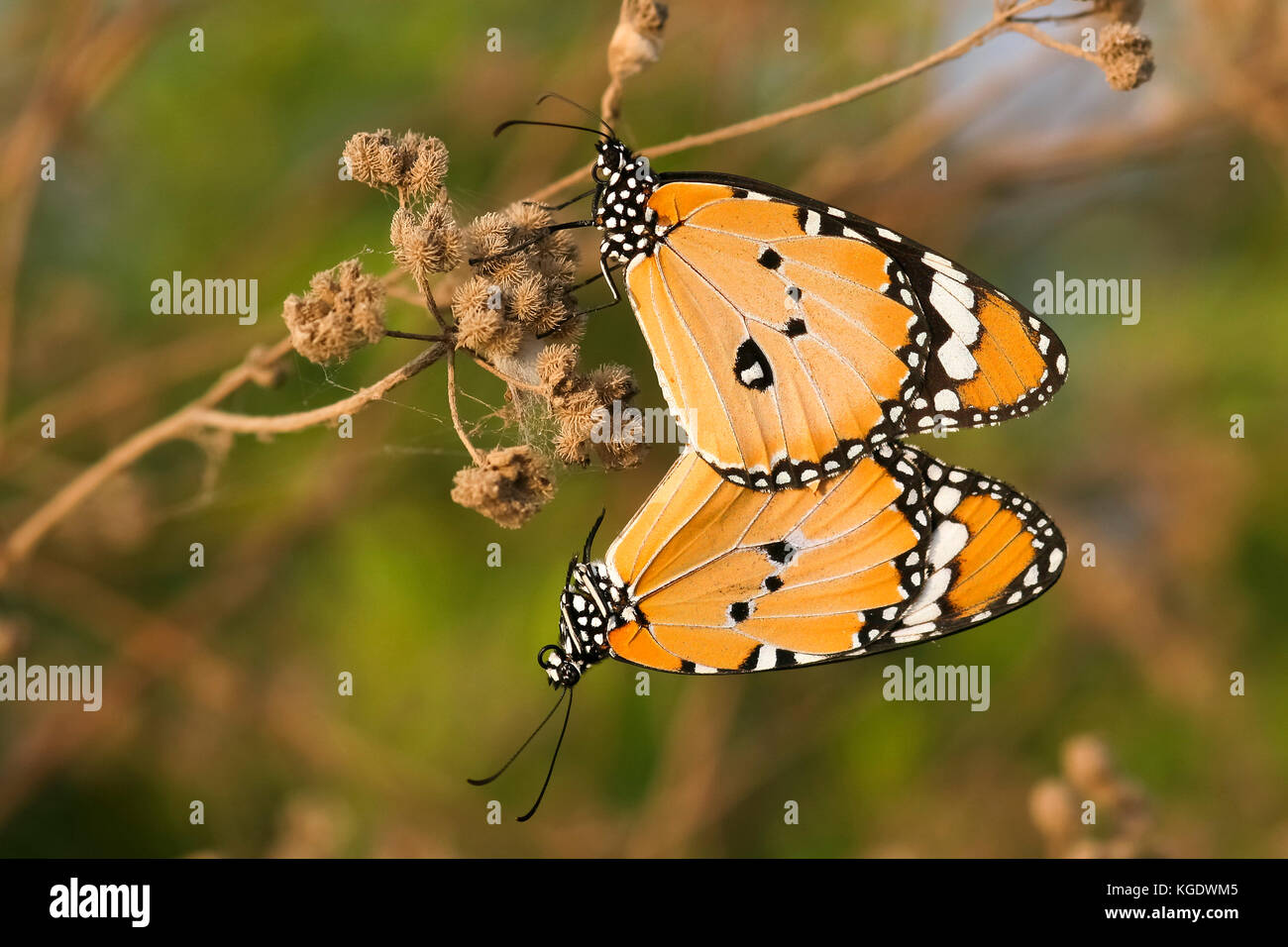 Plain tiger (danaus chrysippe) aka papillon monarque africain tourné en ...