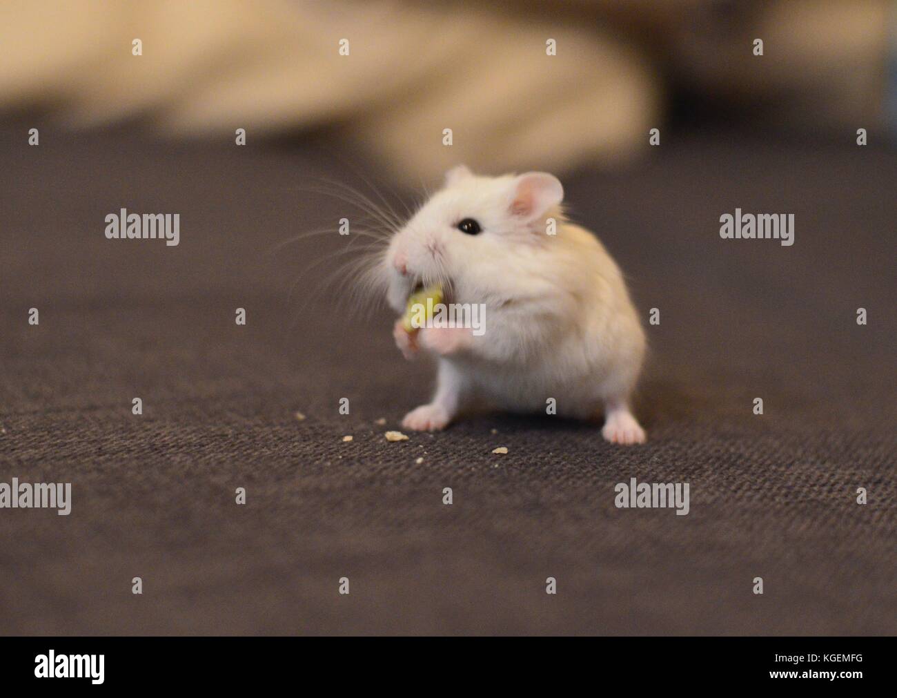 Hamster nain Banque de photographies et d’images à haute résolution - Alamy