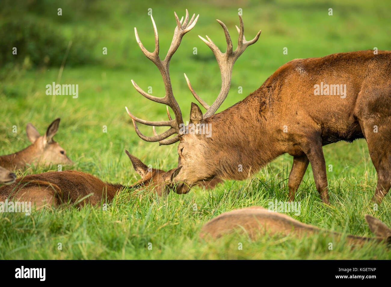 Autumn Red Deer Rut.une séquence d'image illustrant des scènes autour ...