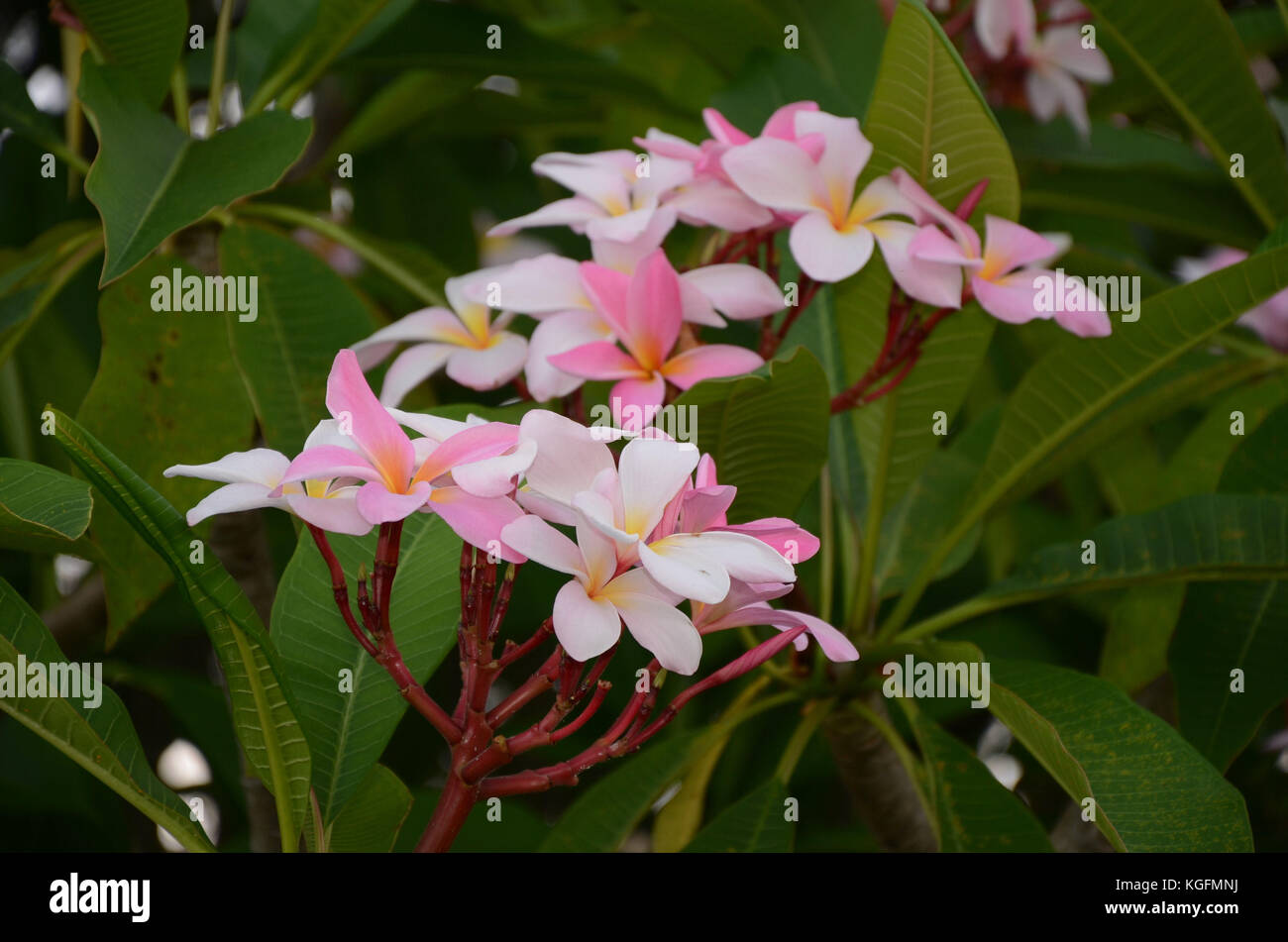 Plumeria tree Banque de photographies et d’images à haute résolution - Alamy