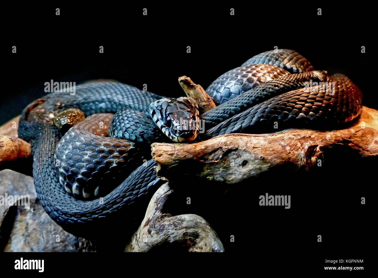 Portrait de serpent Banque de photographies et d’images à haute ...