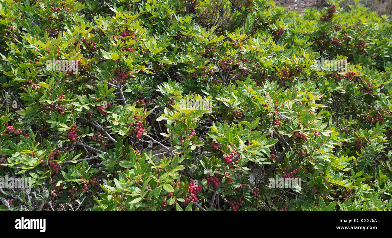 Mastic tree (pistacia lentiscus) Banque de photographies et d’images à ...