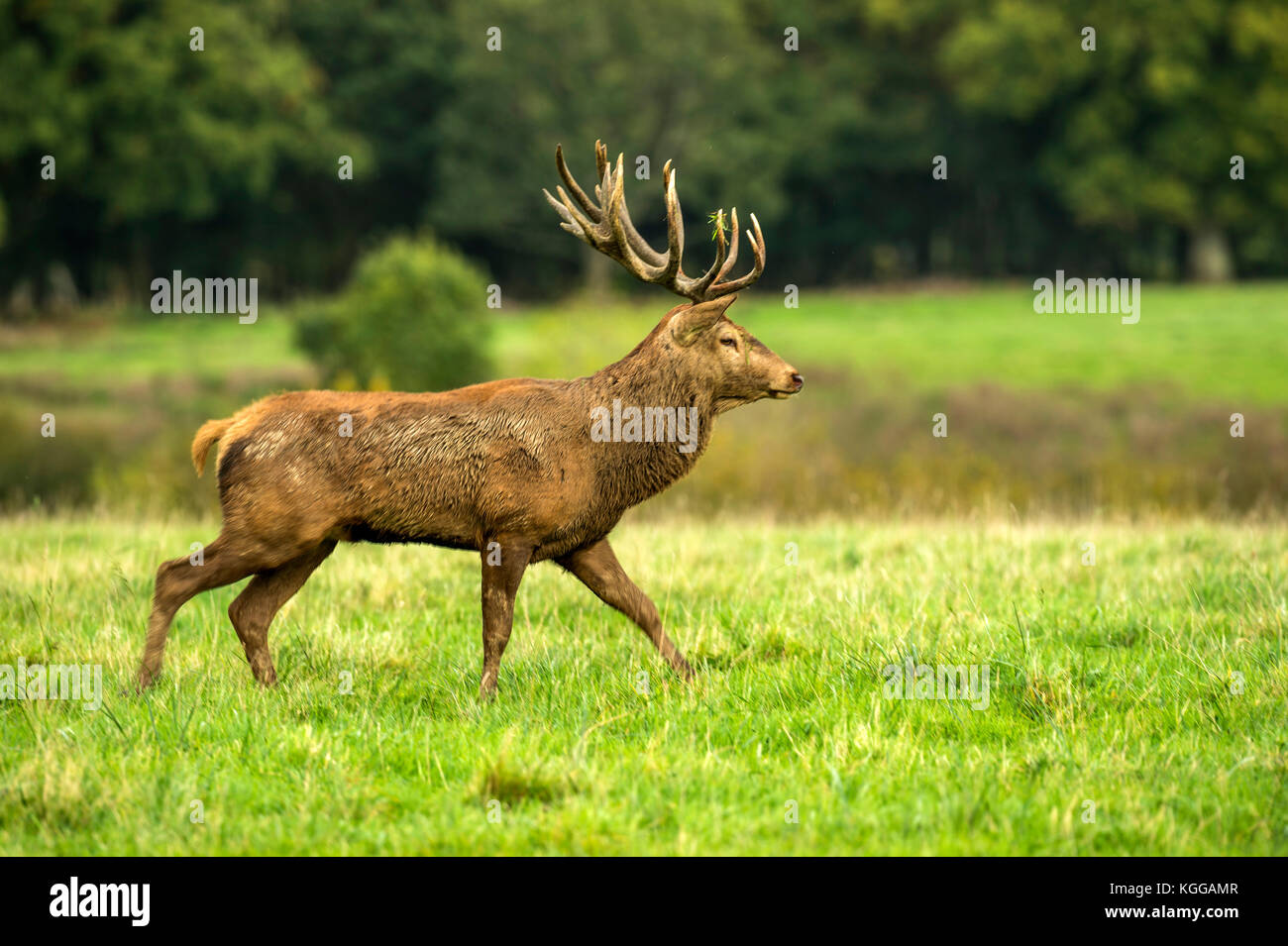 Autumn Red Deer Rut.une séquence d'image illustrant des scènes autour ...