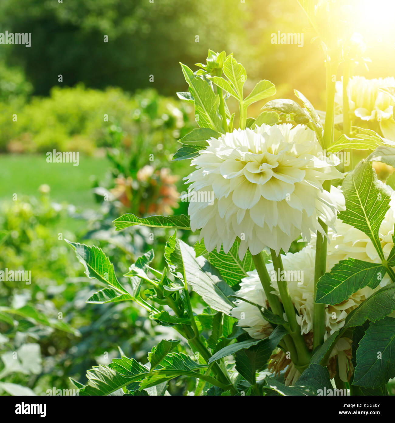 Fleur de dahlia blanc Banque de photographies et d’images à haute ...