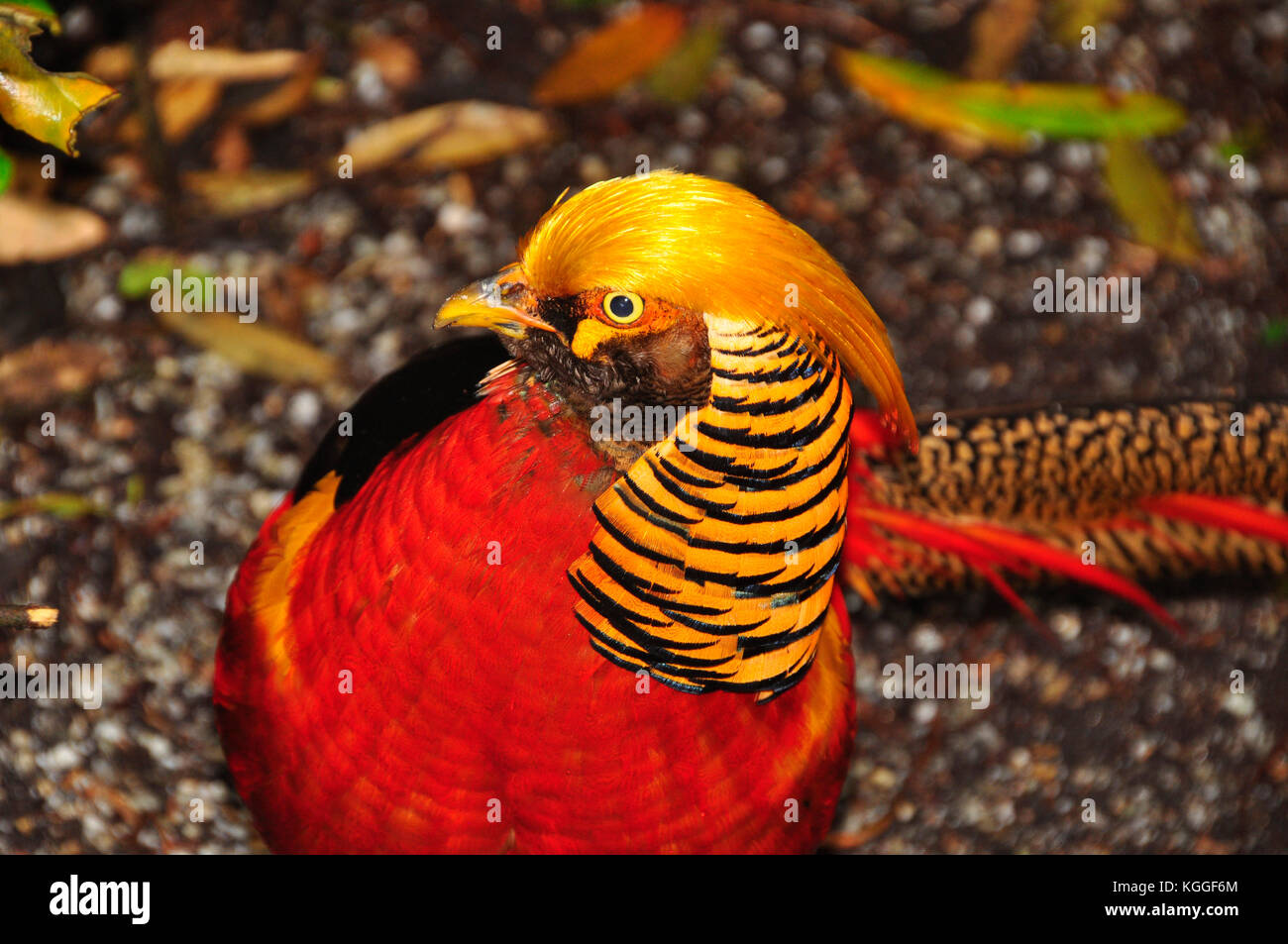 Chinese pheasant Banque de photographies et d’images à haute résolution ...