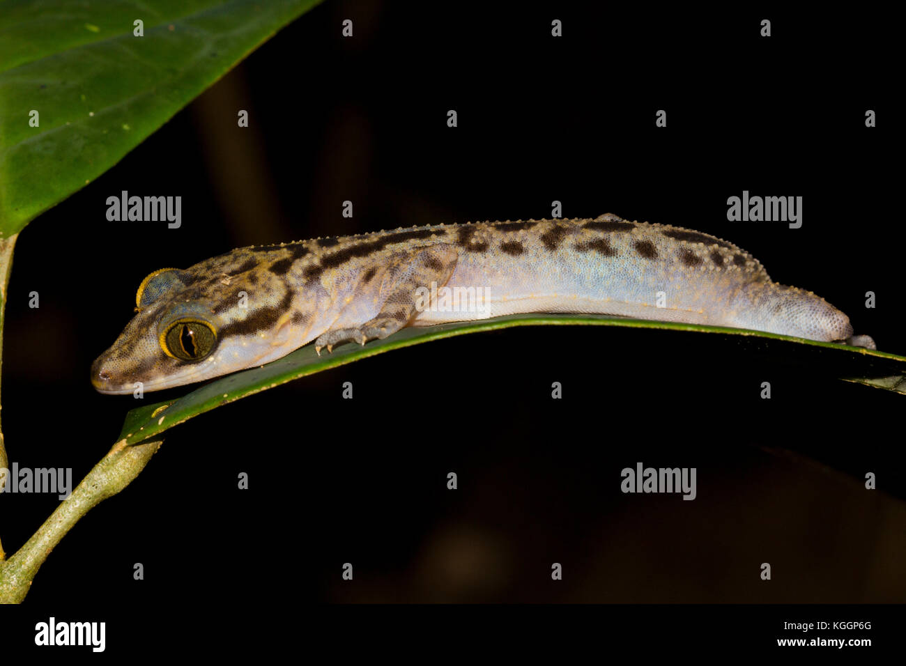 L'arc d'Inger-fingered gecko, cyrtodactylus pubisulcus, les petites ...