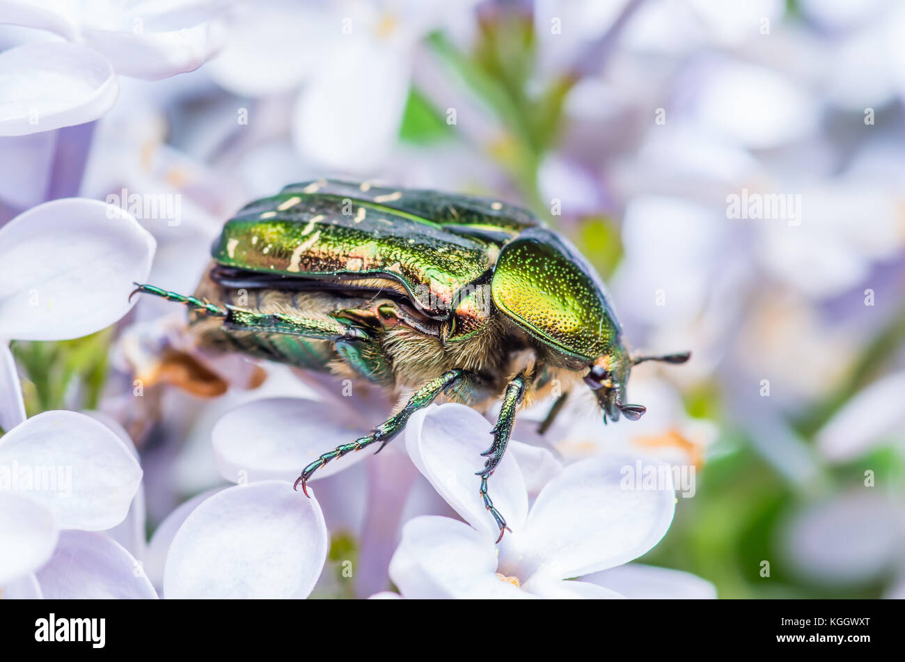 Punaise De Jardin Banque d'image et photos - Alamy
