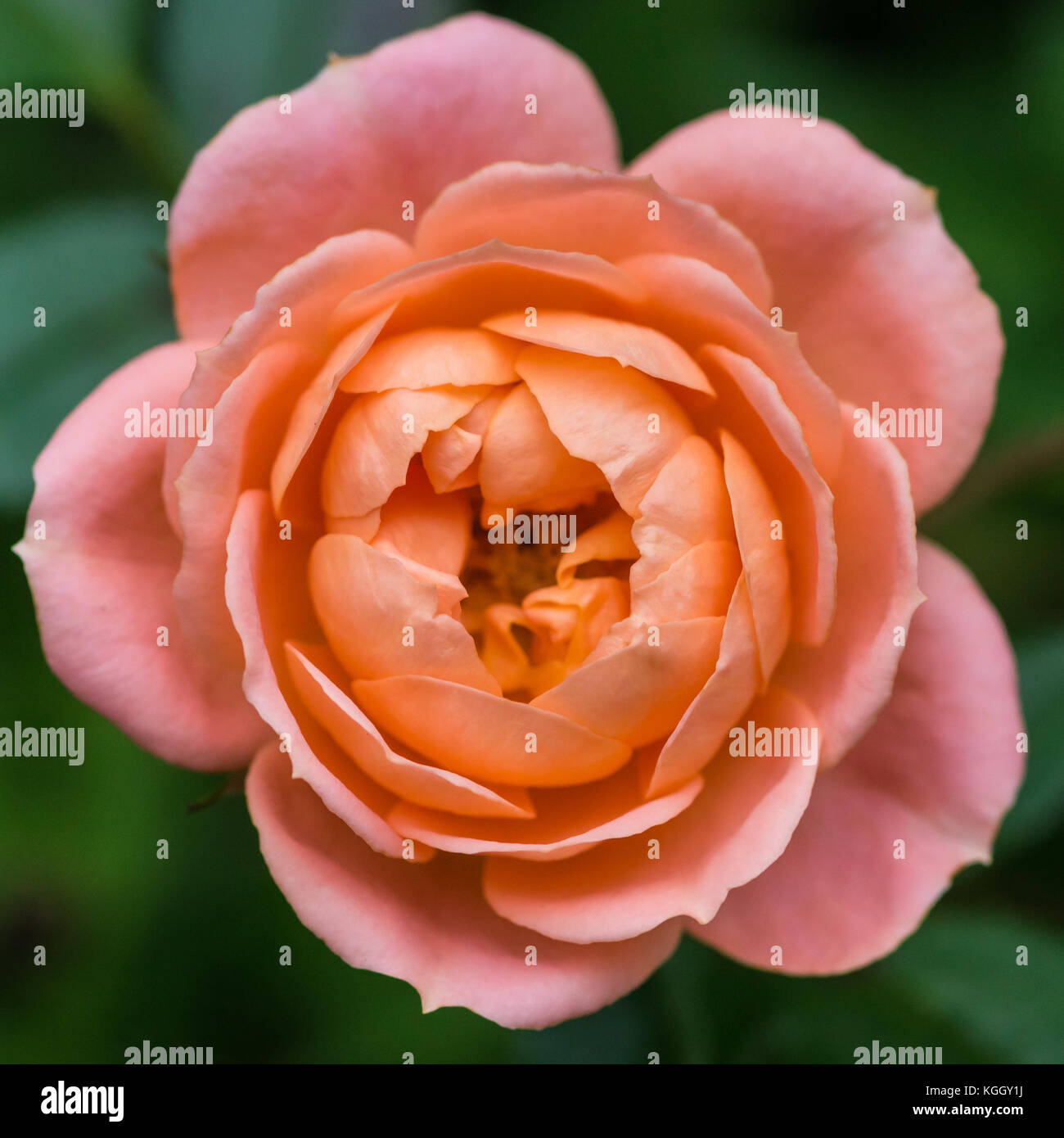 Rose saumon rose Banque de photographies et d’images à haute résolution ...