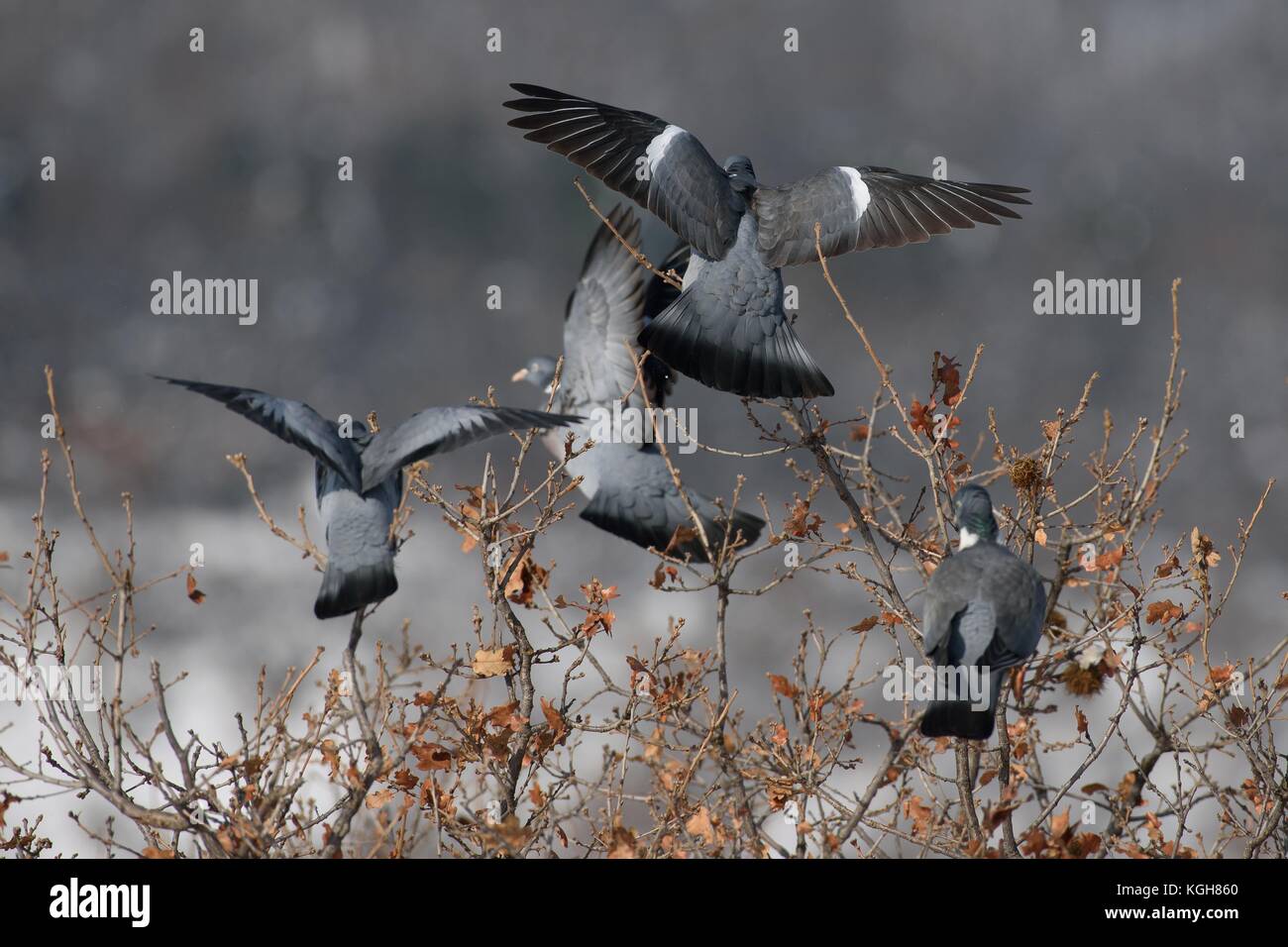 Pigeon ramier sur terre Banque de photographies et d’images à haute ...
