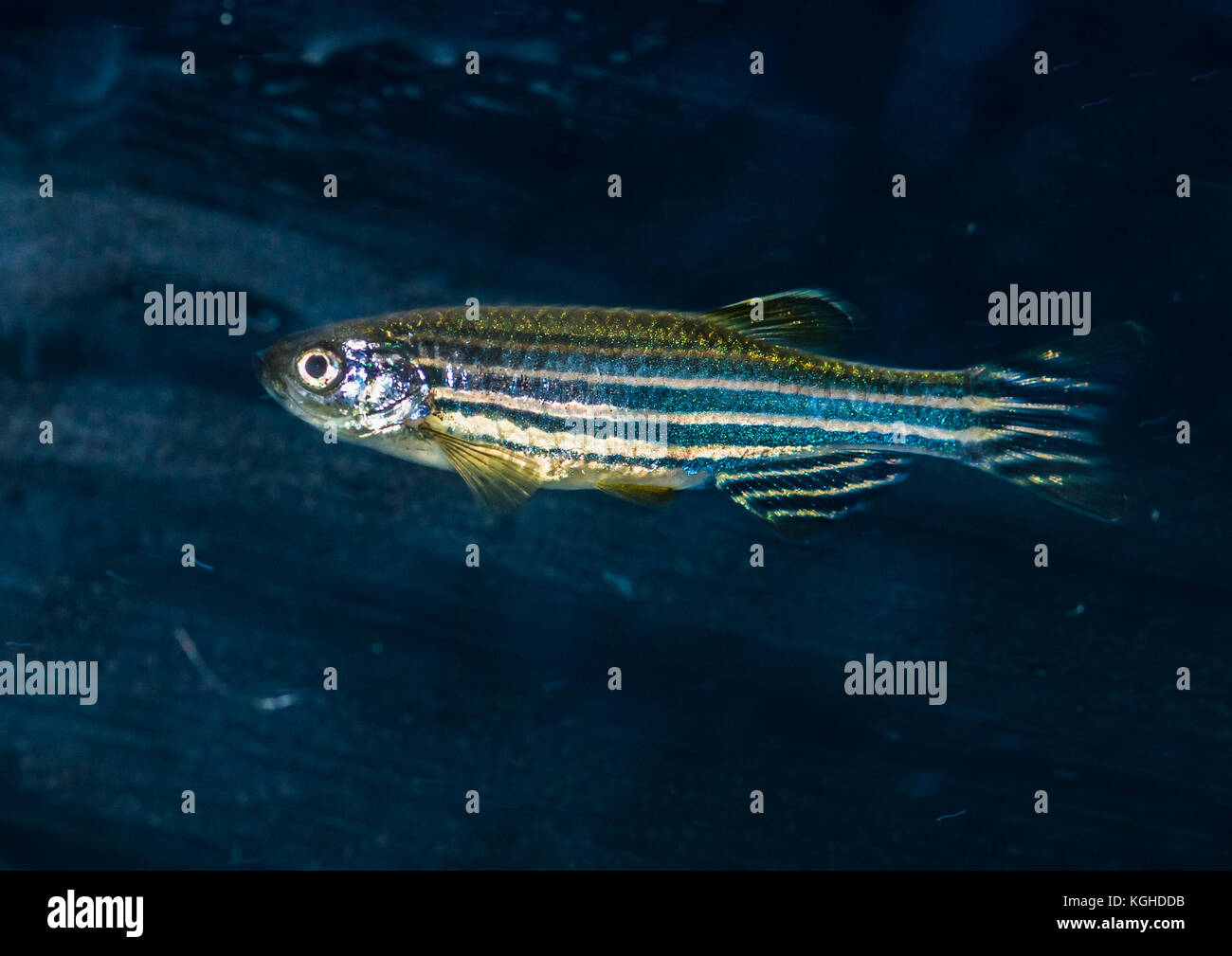 Zebra danio Banque de photographies et d’images à haute résolution - Alamy