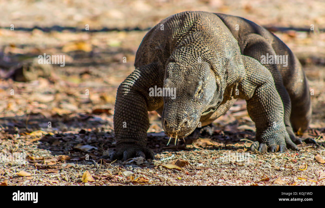 Dragon de Komodo sur l'île de Komodo, UNESCO World Heritage Centre, l ...