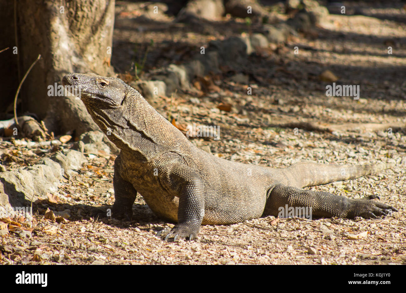 Dragon de Komodo sur l'île de Komodo, UNESCO World Heritage Centre, l ...