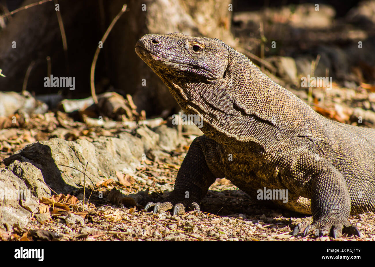 Dragon de Komodo sur l'île de Komodo, UNESCO World Heritage Centre, l ...