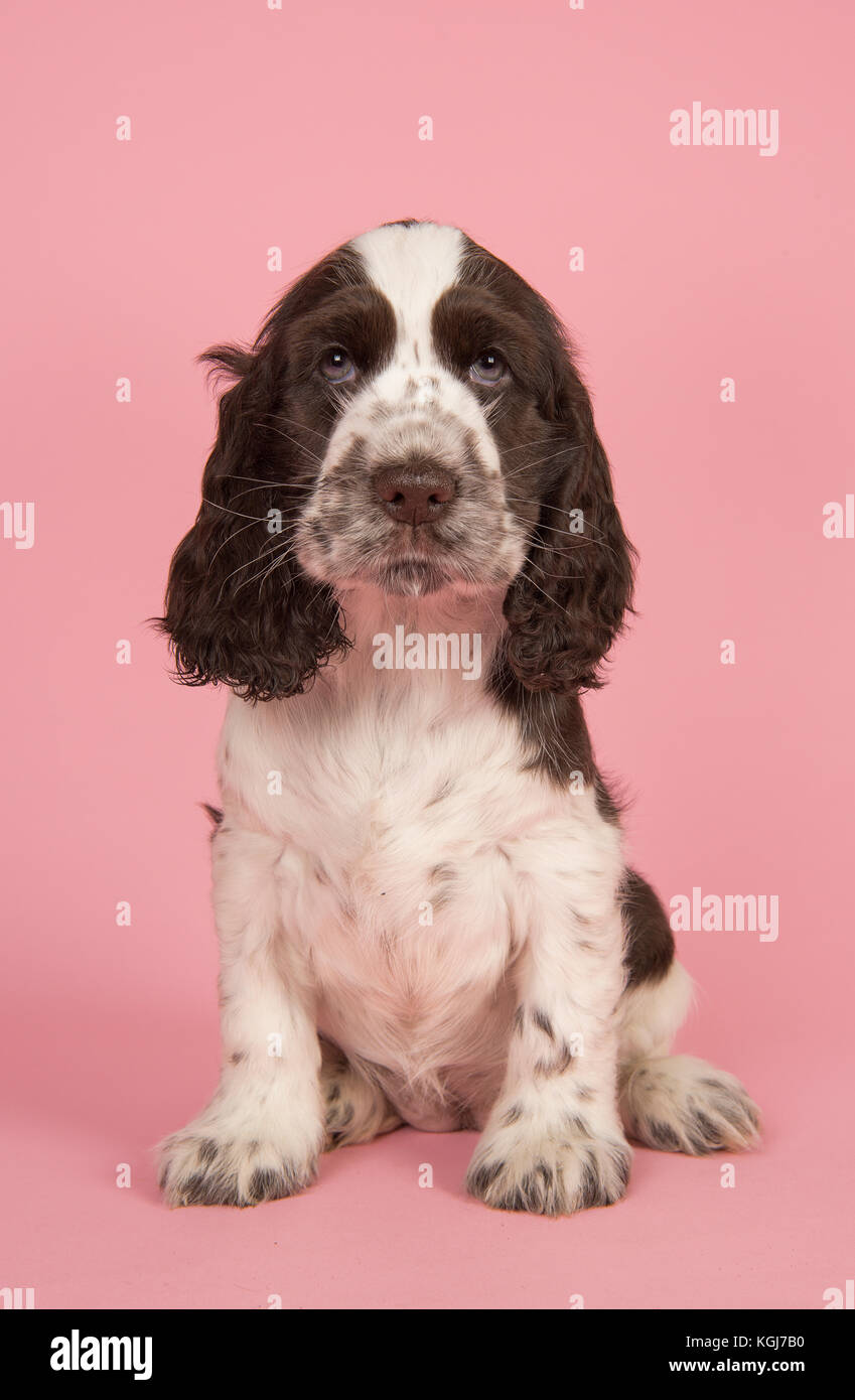 Chiot cocker spaniel Banque de photographies et d’images à haute ...