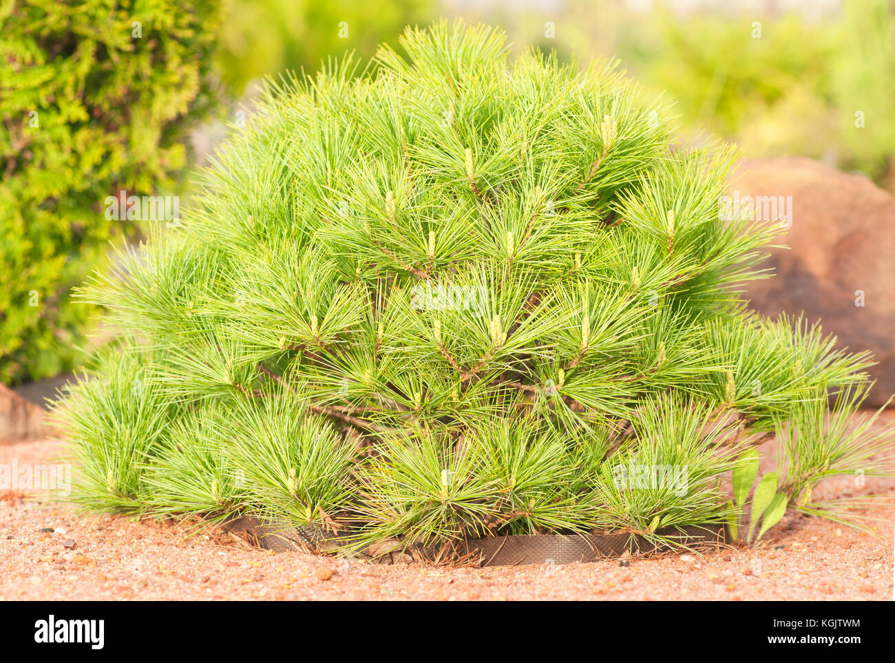 Coniferales plants Banque de photographies et d’images à haute ...