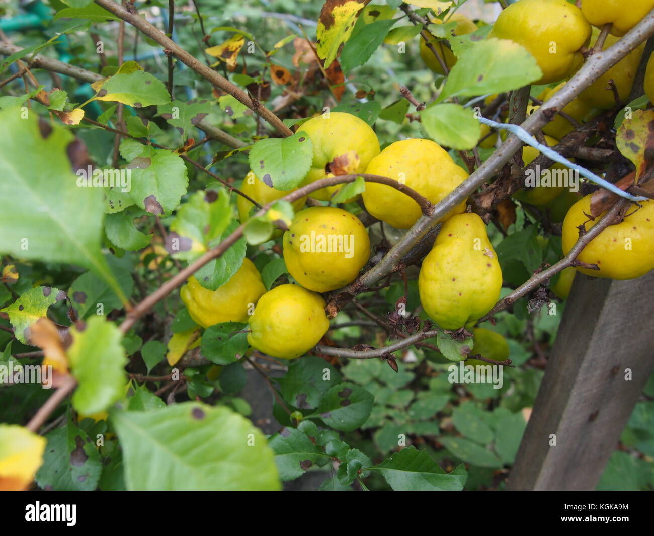 Bush le coing fruit. petit fruit jaune. jardin bush. close-up Photo ...
