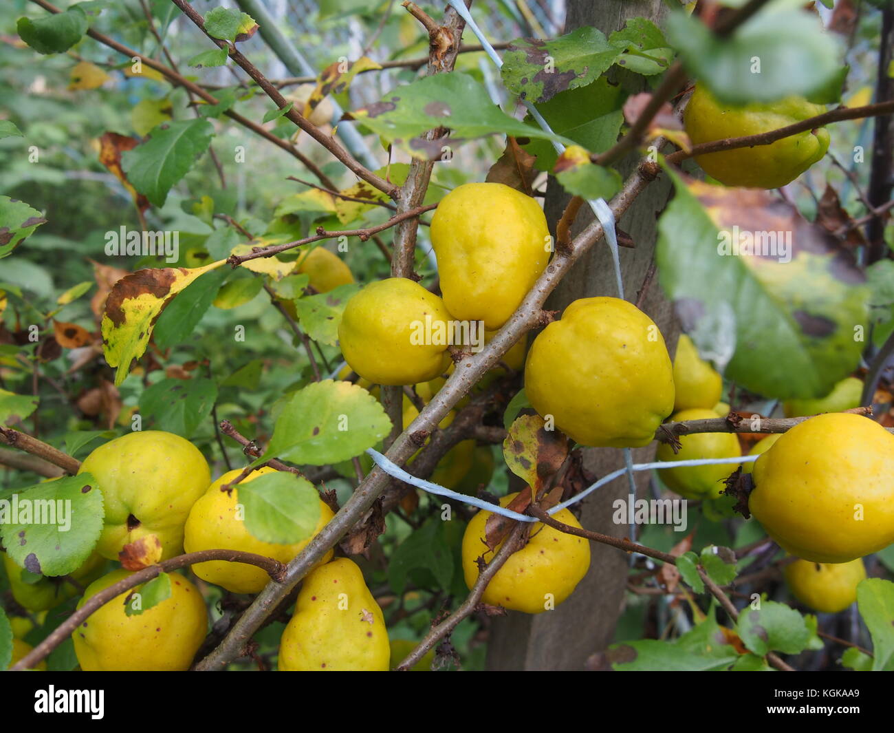 Bush le coing fruit. petit fruit jaune. jardin bush. close-up Photo ...