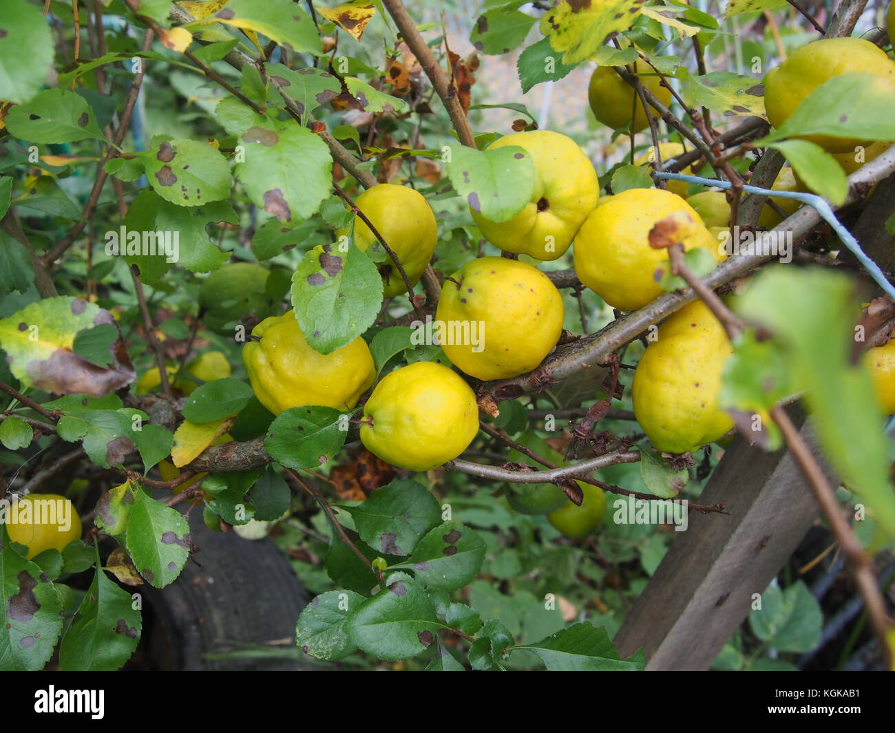 Bush le coing fruit. petit fruit jaune. jardin bush. close-up Photo ...