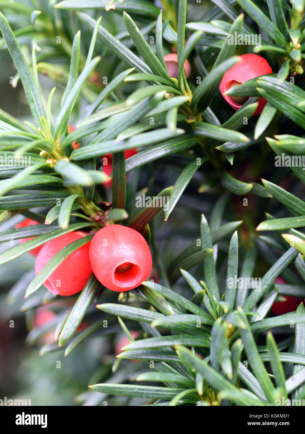 Structure de fructification Banque de photographies et d’images à haute ...