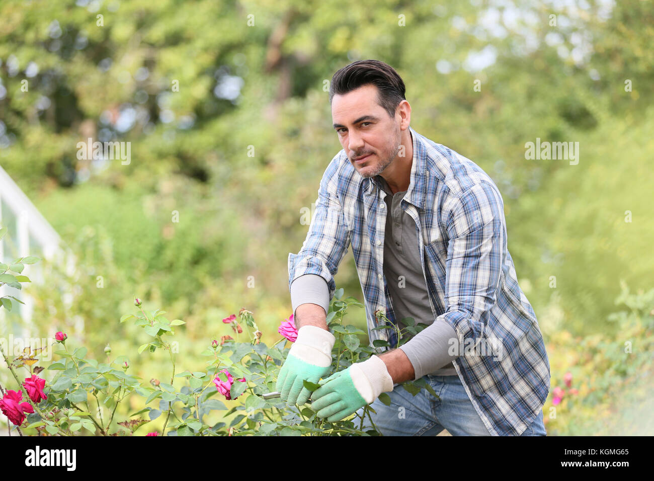 Coupe des roses Banque de photographies et d’images à haute résolution ...