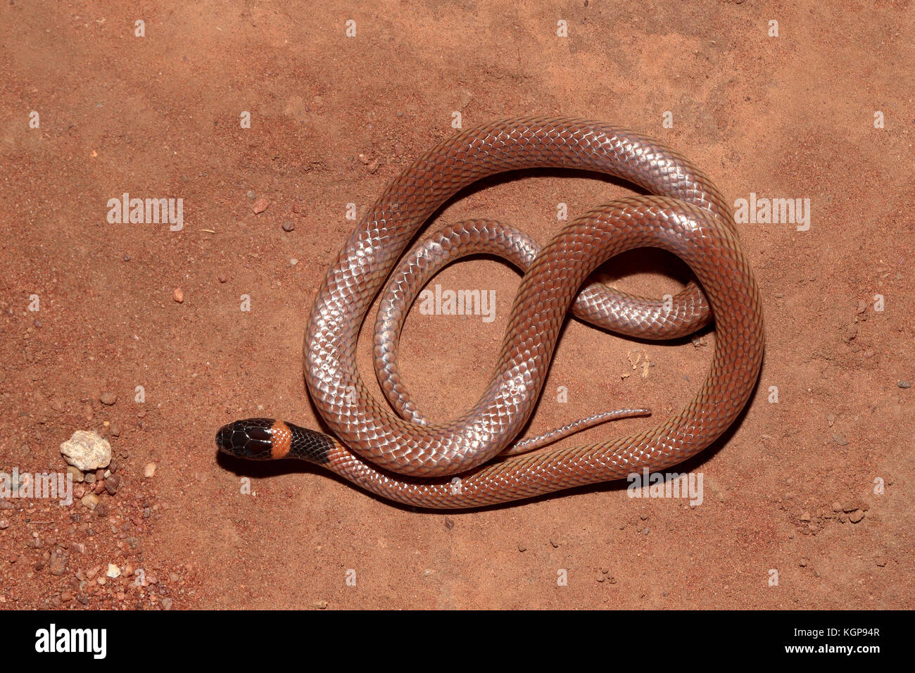 Couleuvre rouge Banque de photographies et d’images à haute résolution ...