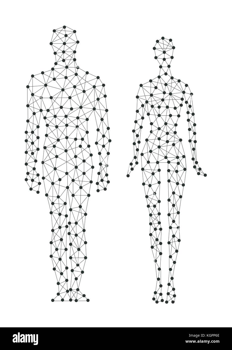 La ligne du corps humain dans le Vector Image Vectorielle Stock - Alamy