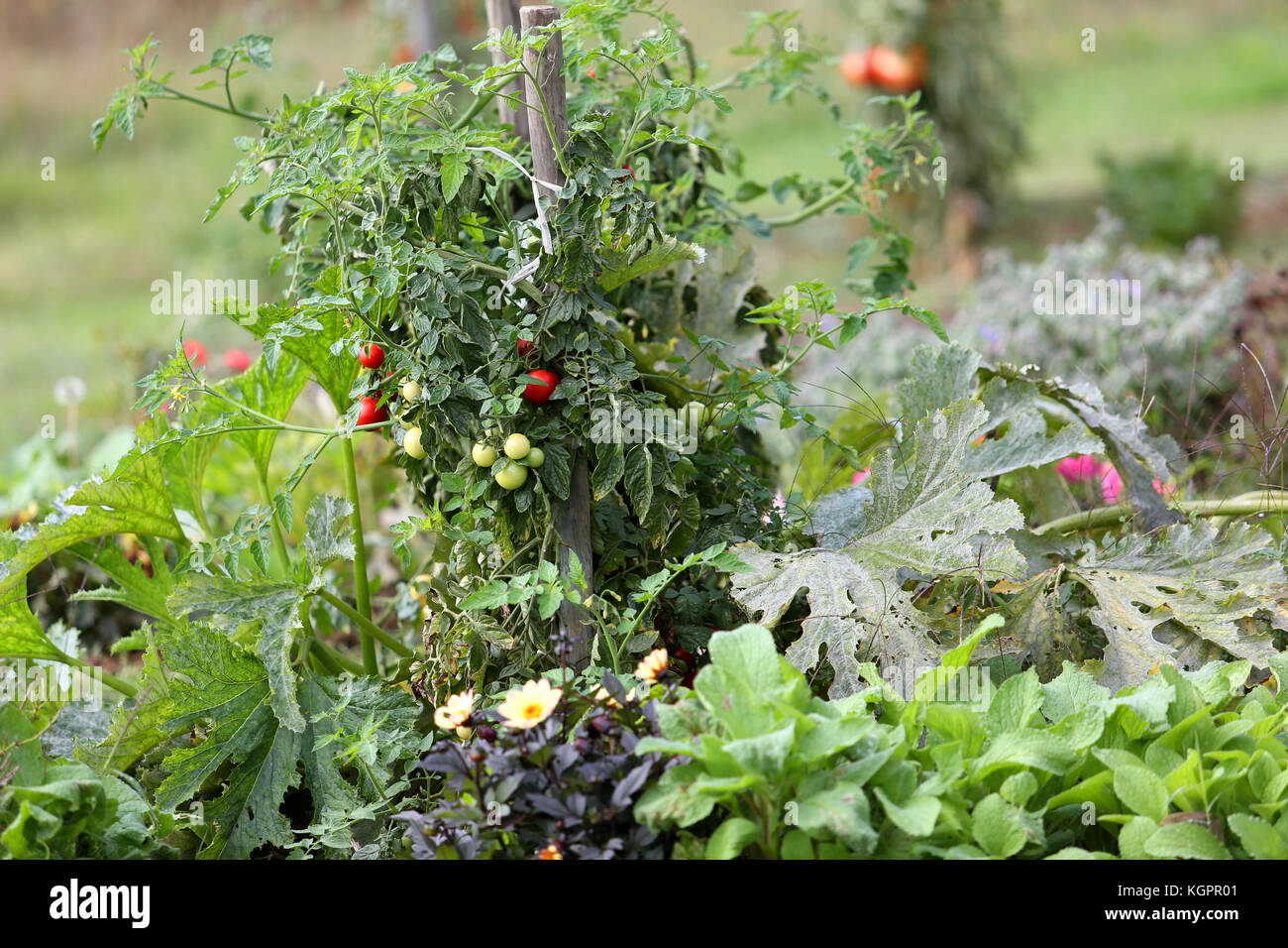 Tomates dans le jardin Banque de photographies et d’images à haute ...