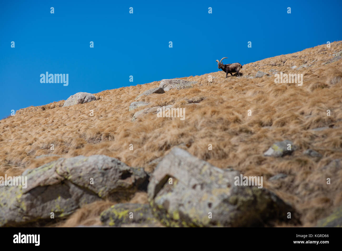 Chèvre de montagne sauvage Banque de photographies et d’images à haute ...
