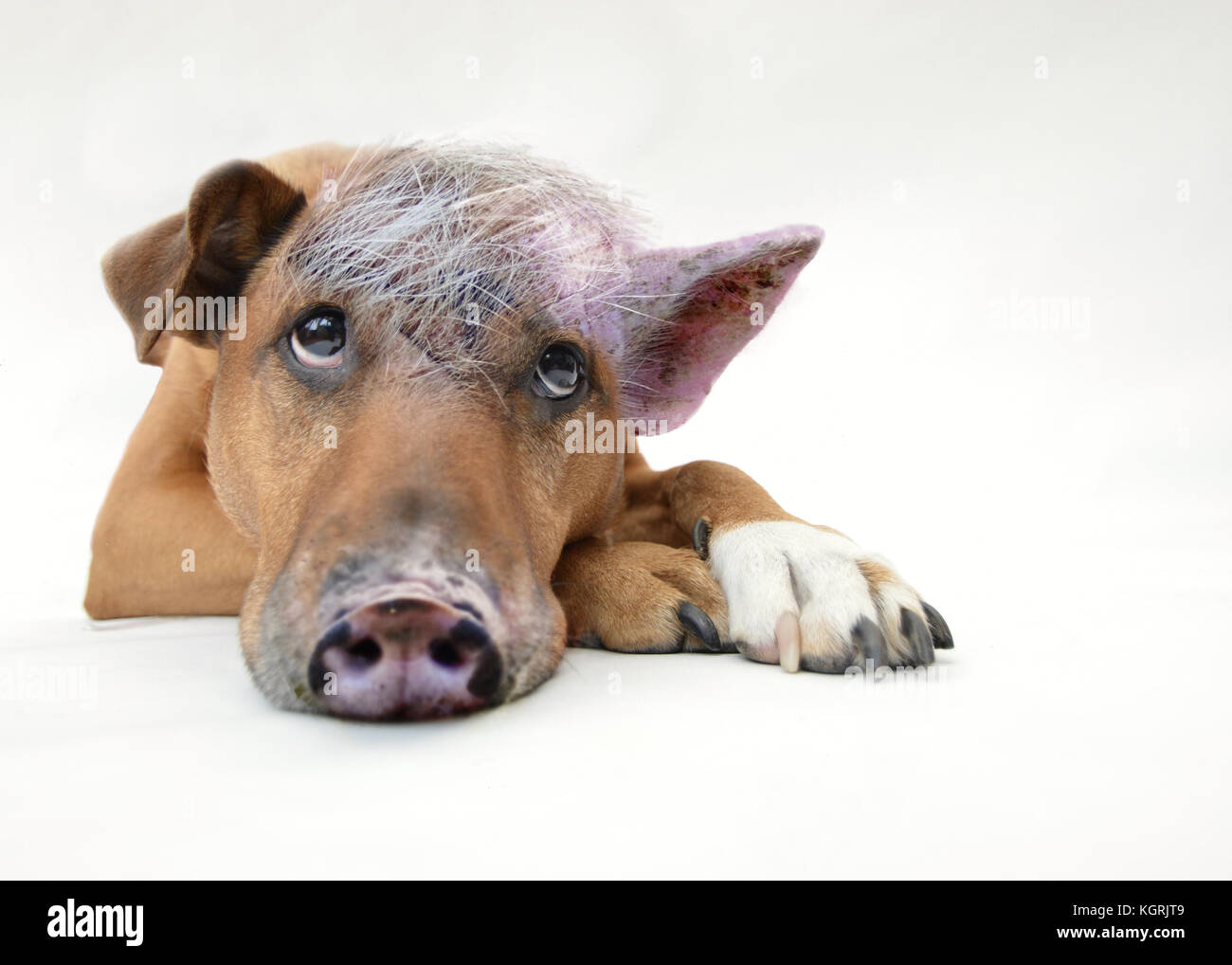 Animaux cochons Banque de photographies et d’images à haute résolution ...