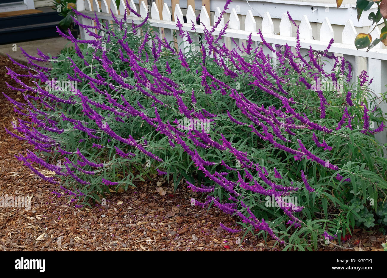 Salvia blanche Banque de photographies et d’images à haute résolution ...